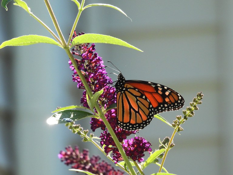 Poem/Haiku–On the Edge of Extinction – Midwest Mary